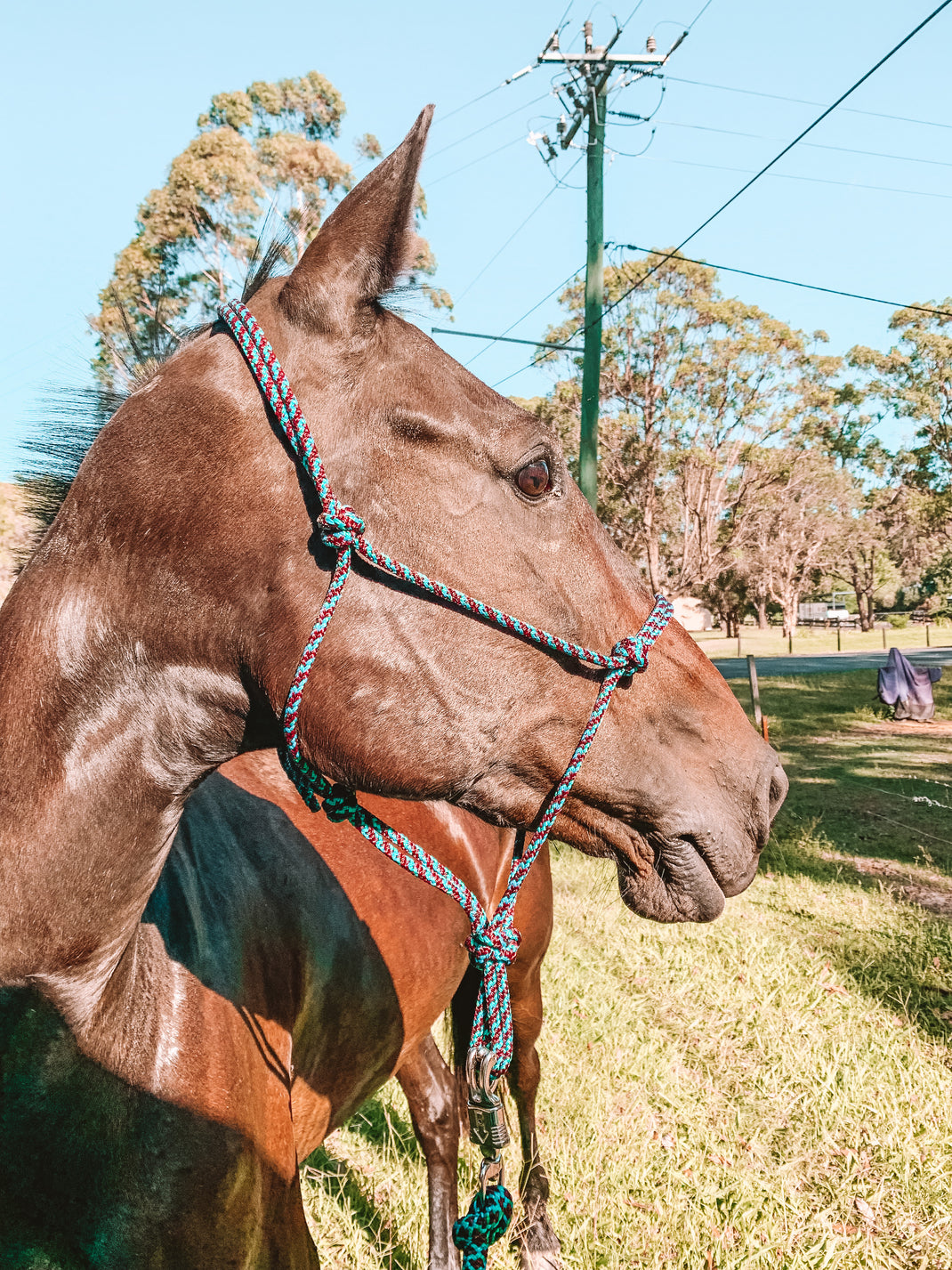 Standard Halter – Wild Rider