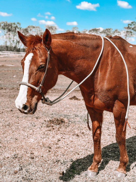 Rope Headstall - Design Your Own – Wild Rider